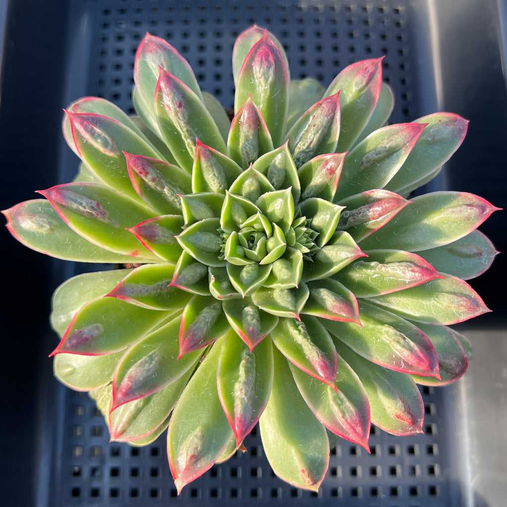 Echeveria Longissima Carunculated 4”-5” Large Succulent Plant – True Succulents Plant Co.