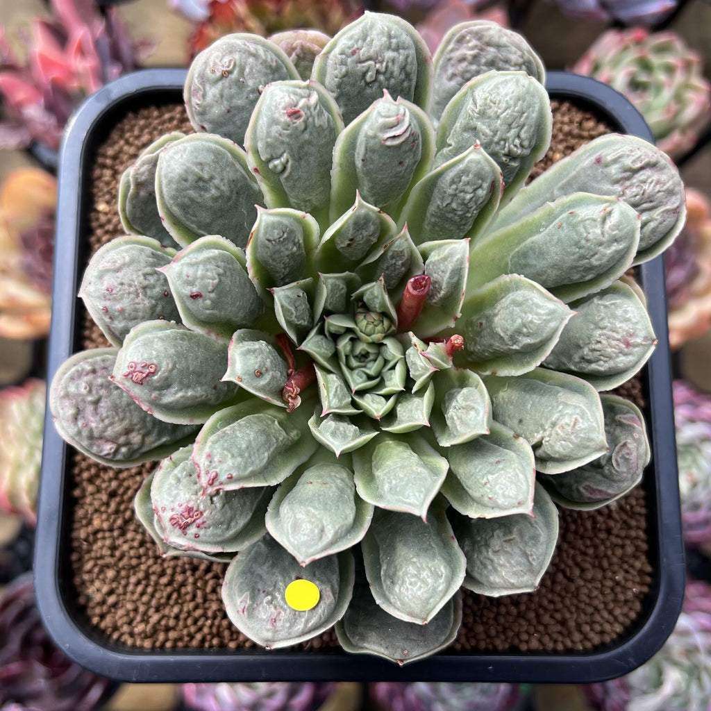 Echeveria Longissima Heavily Carunculated 4"-5 Succulent Plant – True Succulents Plant Co.