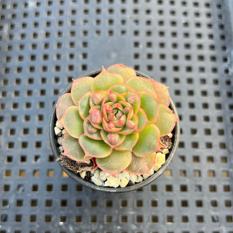 Echeveria Longissima Carunculated (Compact Form) 1”-2” Succulent Plant – True Succulents Plant Co.