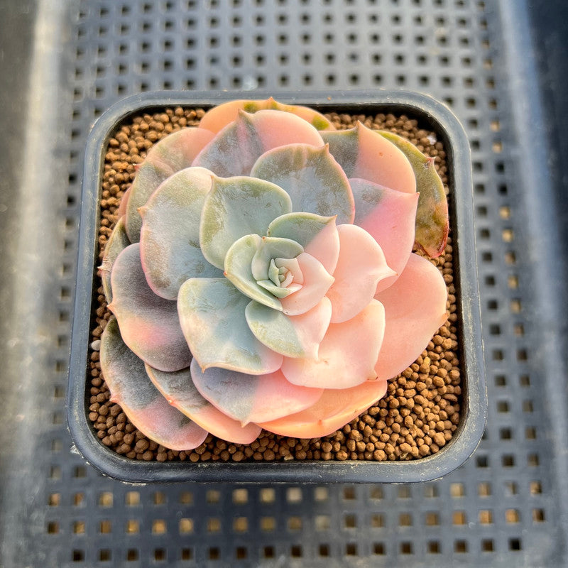 Echeveria 'Pollux' Variegated 2" Succulent Plant Cutting – True Succulents Plant Co.