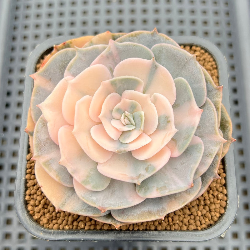 Echeveria 'Pollux' Variegated 3" Succulent Plant Cutting – True Succulents Plant Co.