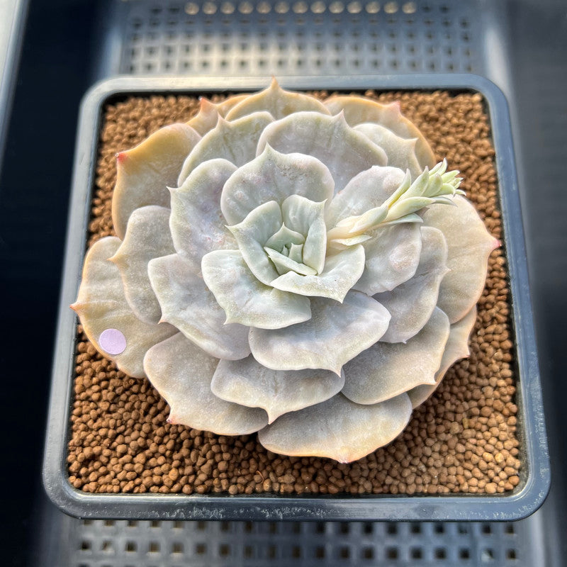 Echeveria 'Pollux' Mutated/Monstrose 3" Succulent Plant Cutting – True Succulents Plant Co.