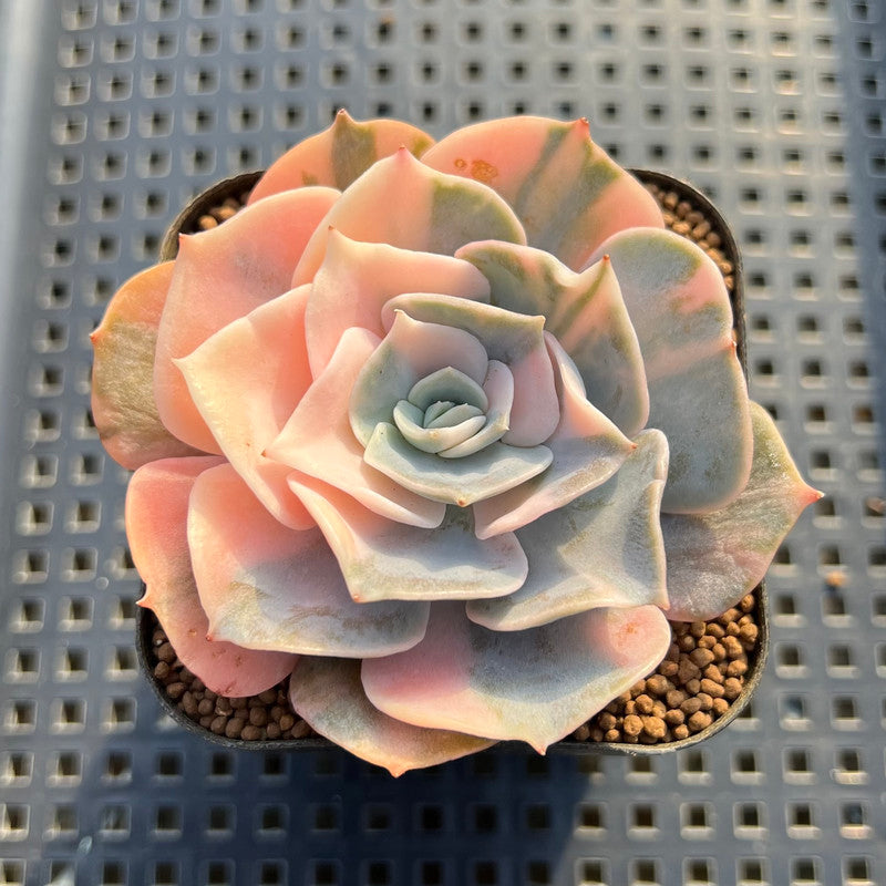 Echeveria 'Pollux' Variegated 2" Succulent Plant Cutting – True Succulents Plant Co.