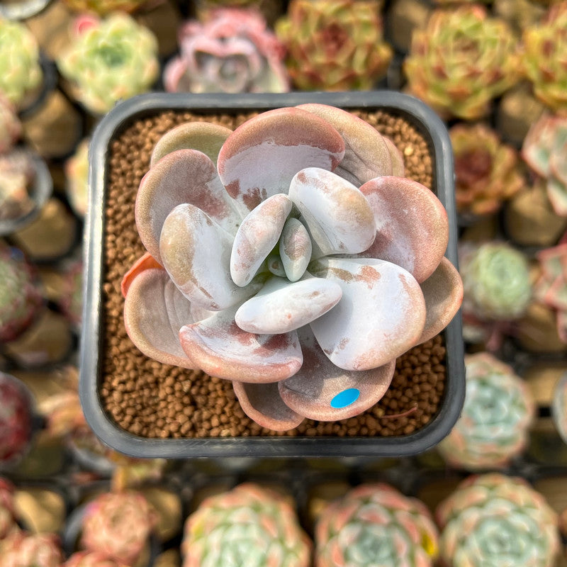 Graptoveria 'Lalla' 2" Succulent Plant Cutting – True Succulents Plant Co.