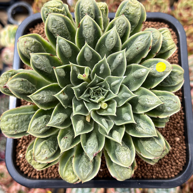 Echeveria Longissima Heavily Carunculated 4"-5 Succulent Plant – True Succulents Plant Co.