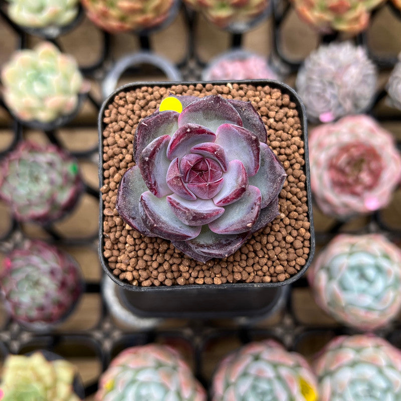 Echeveria 'Wild Strawberry' 1" Succulent Plant Cutting – True Succulents Plant Co.