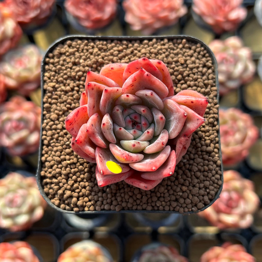 Echeveria 'Rajoya' 2" Succulent Plant Cutting – True Succulents Plant Co.