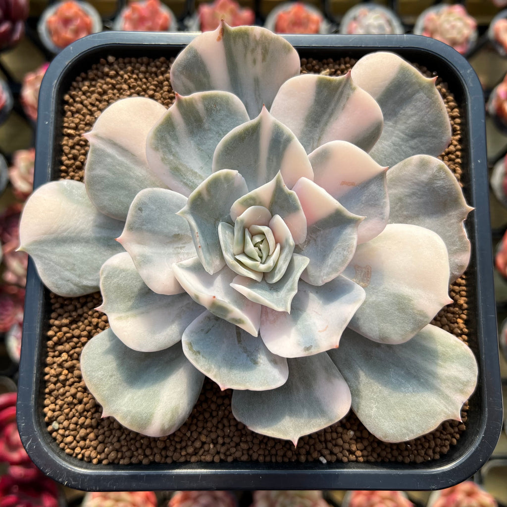Echeveria 'Pollux' Variegated 3"-4" Succulent Plant Cutting – True Succulents Plant Co.