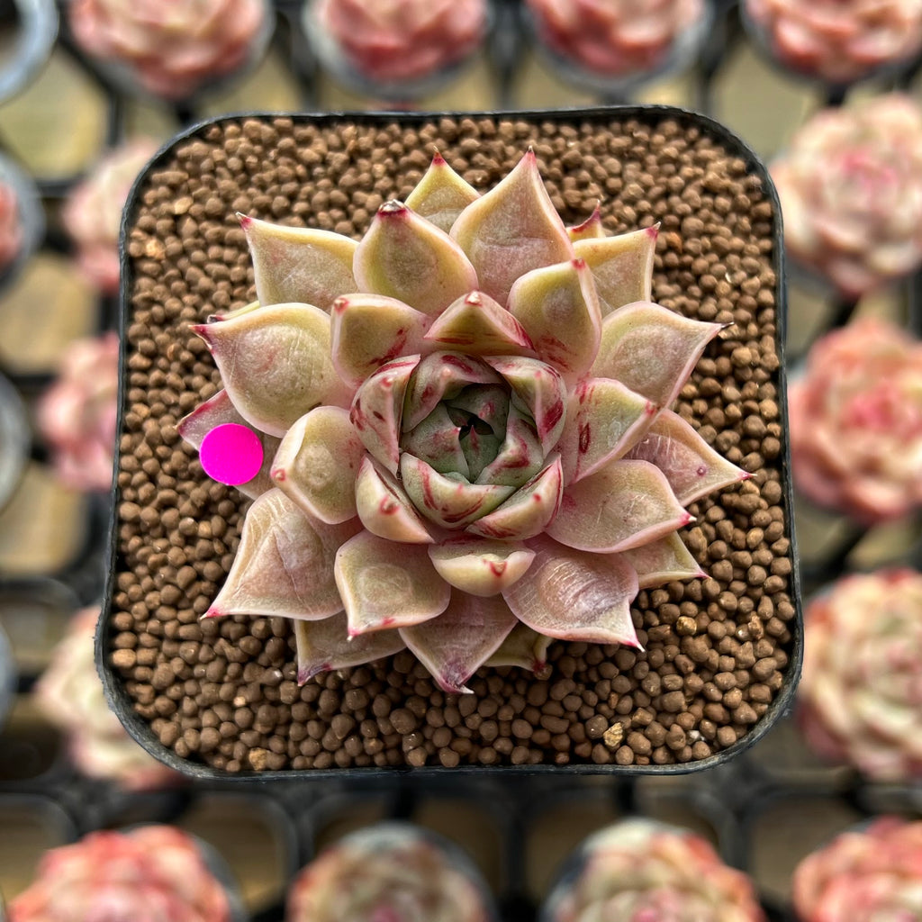 Echeveria Purposorum x Longissima Carunculated 2" Succulent Plant Cutt – True Succulents Plant Co.