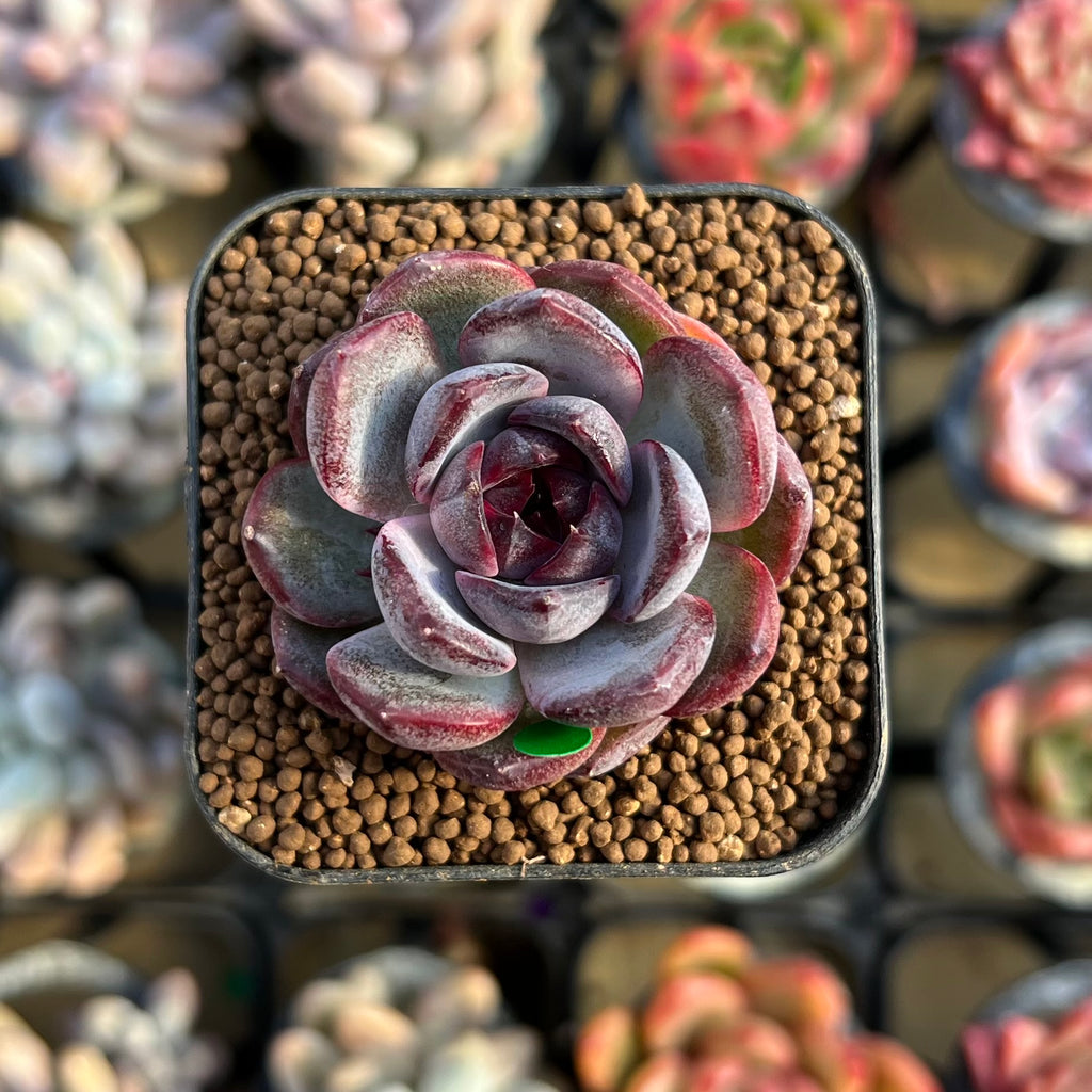 Echeveria 'Wild Berry' 1" Succulent Plant Cutting – True Succulents Plant Co.