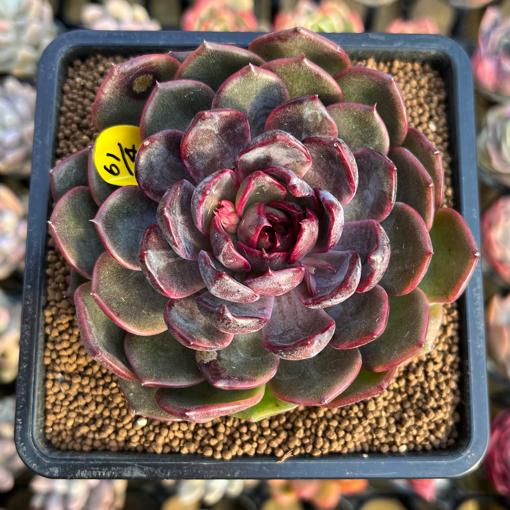 Echeveria 'Wild Berry' 3" Succulent Plant Cutting – True Succulents Plant Co.