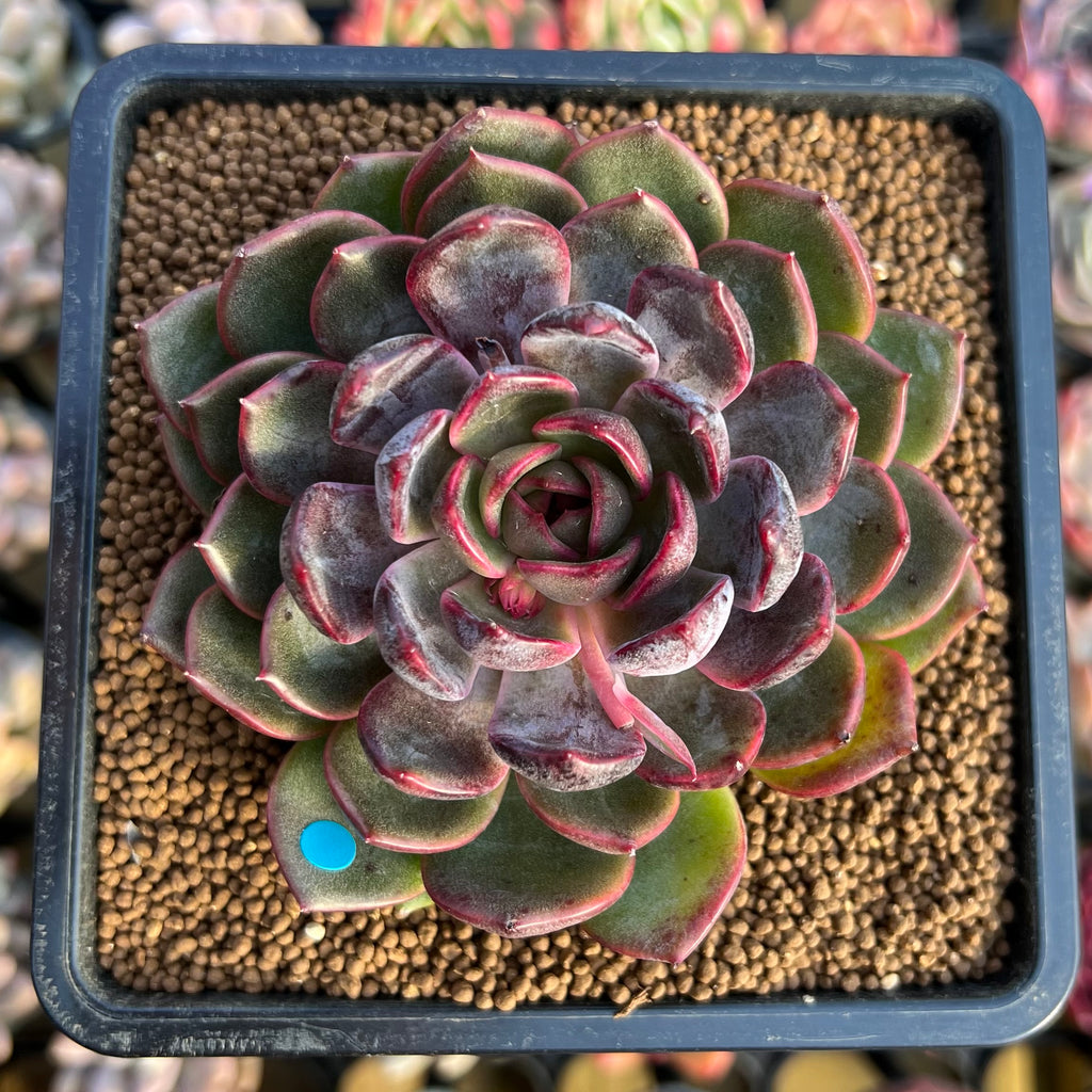 Echeveria 'Wild Berry' 3" Succulent Plant Cutting – True Succulents Plant Co.