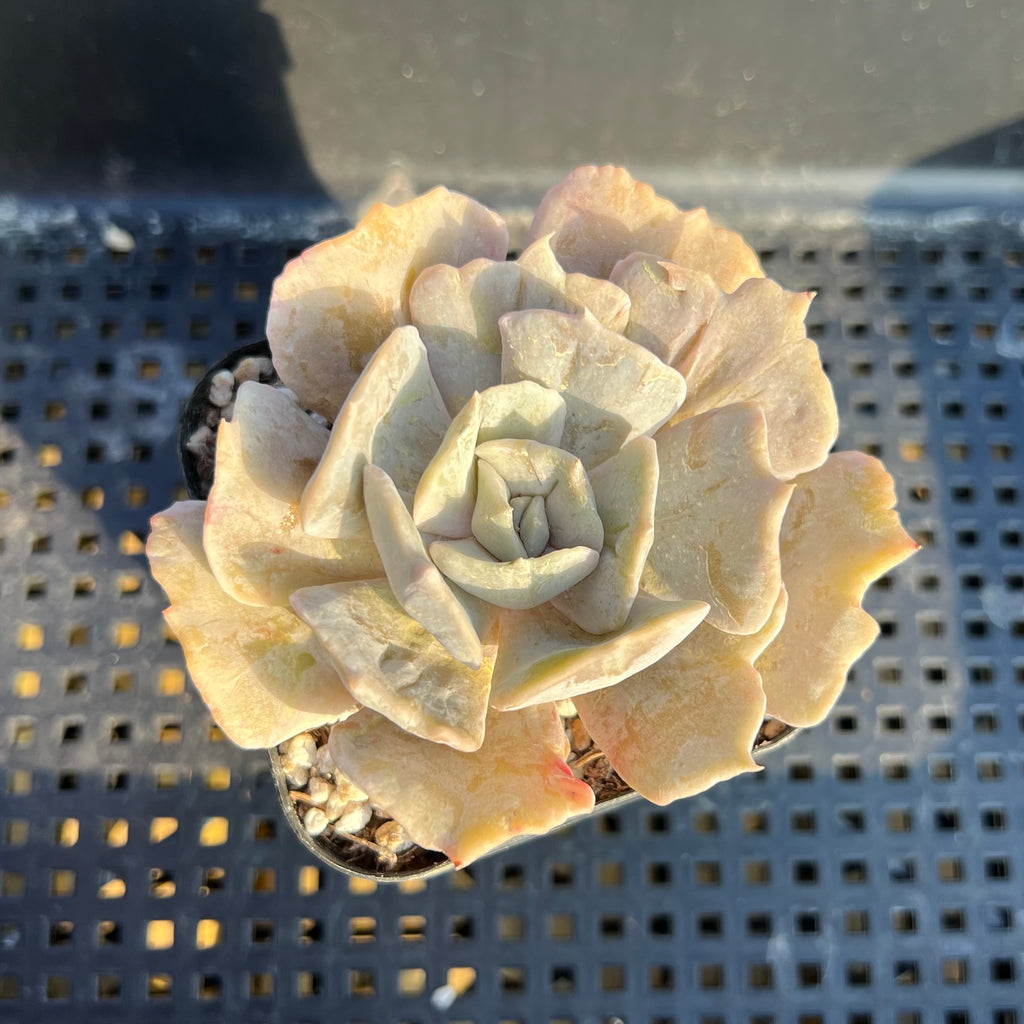 Echeveria 'Pollux' Marble Variegated 2" Succulent Plant – True Succulents Plant Co.