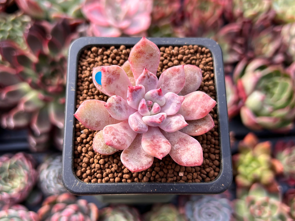 Echeveria 'Devolution' 1" New Hybrid Succulent Plant – True Succulents Plant Co.
