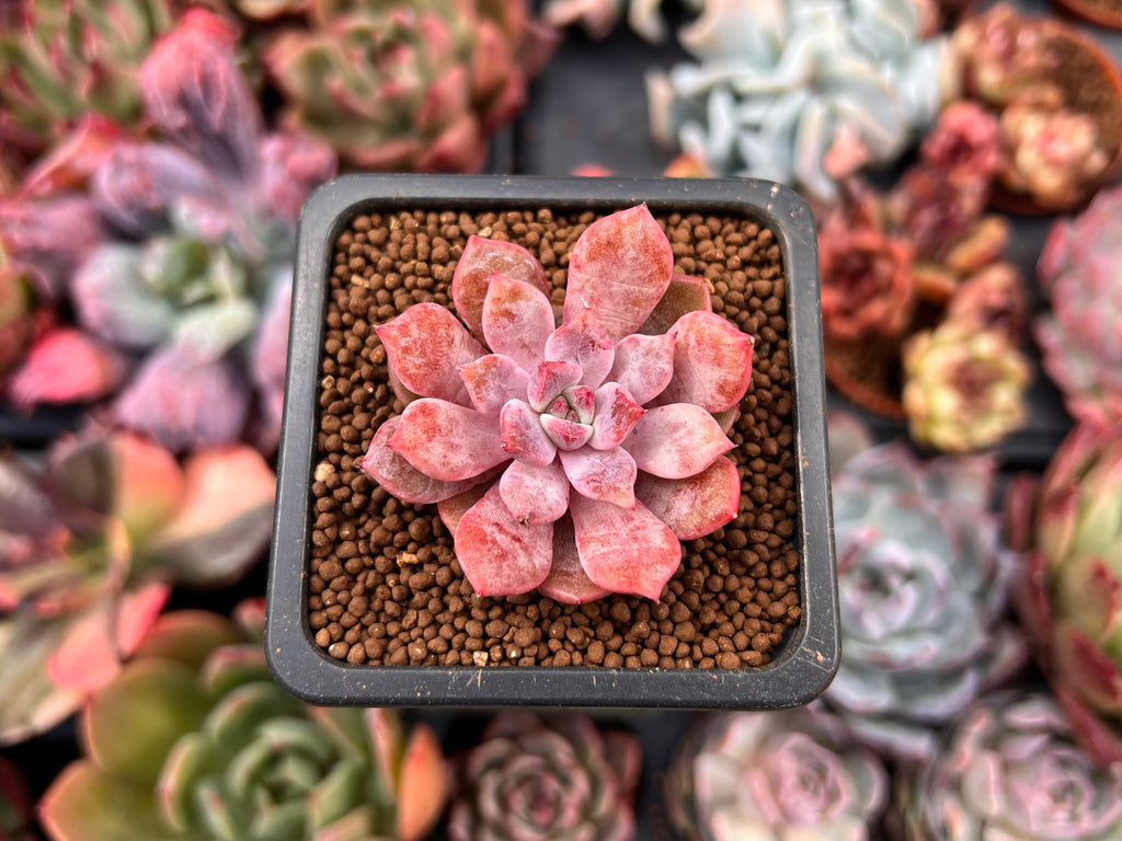 Echeveria 'Devolution' 1" New Hybrid Succulent Plant – True Succulents Plant Co.