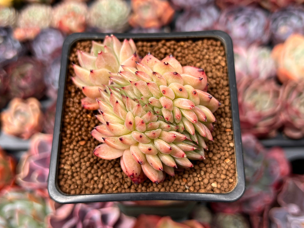 Echeveria 'Rajoya' Crested 2" Succulent Plant – True Succulents Plant Co.