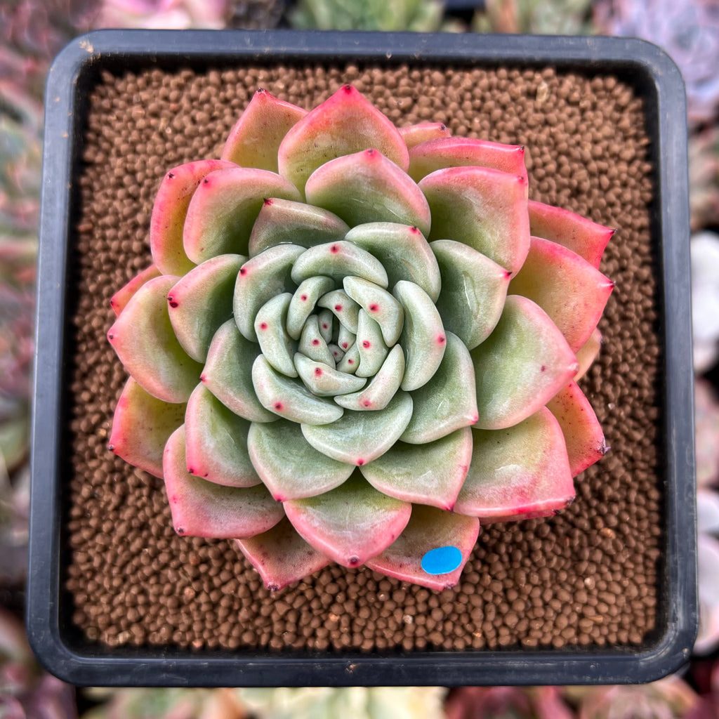 Echeveria 'Rajoya' 2" Succulent Plant – True Succulents Plant Co.
