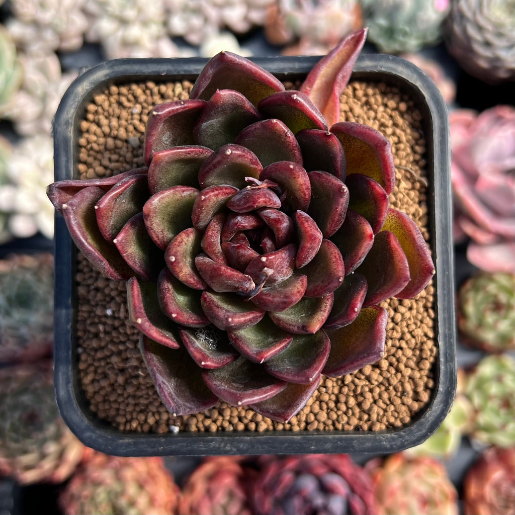 Echeveria 'Blood Maria' Hybrid 2" Air Magic Seed-Grown Hybrid Succulen – True Succulents Plant Co.