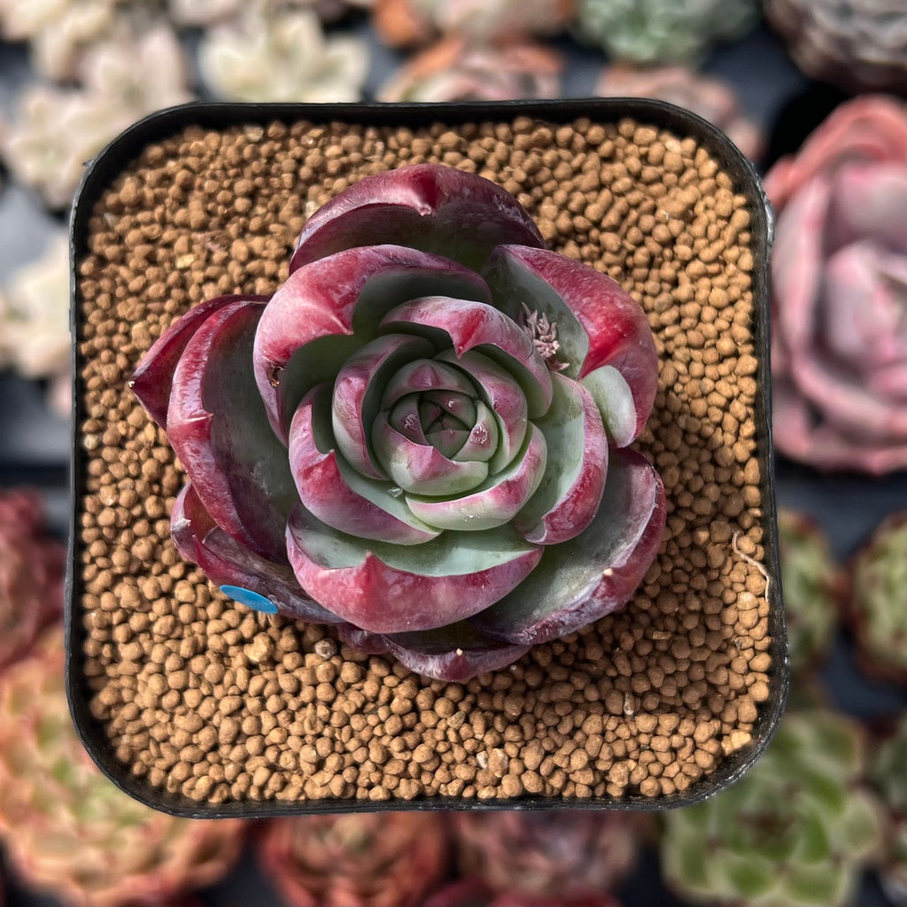 Echeveria 'Casio' Variegated 1" Succulent Plant – True Succulents Plant Co.