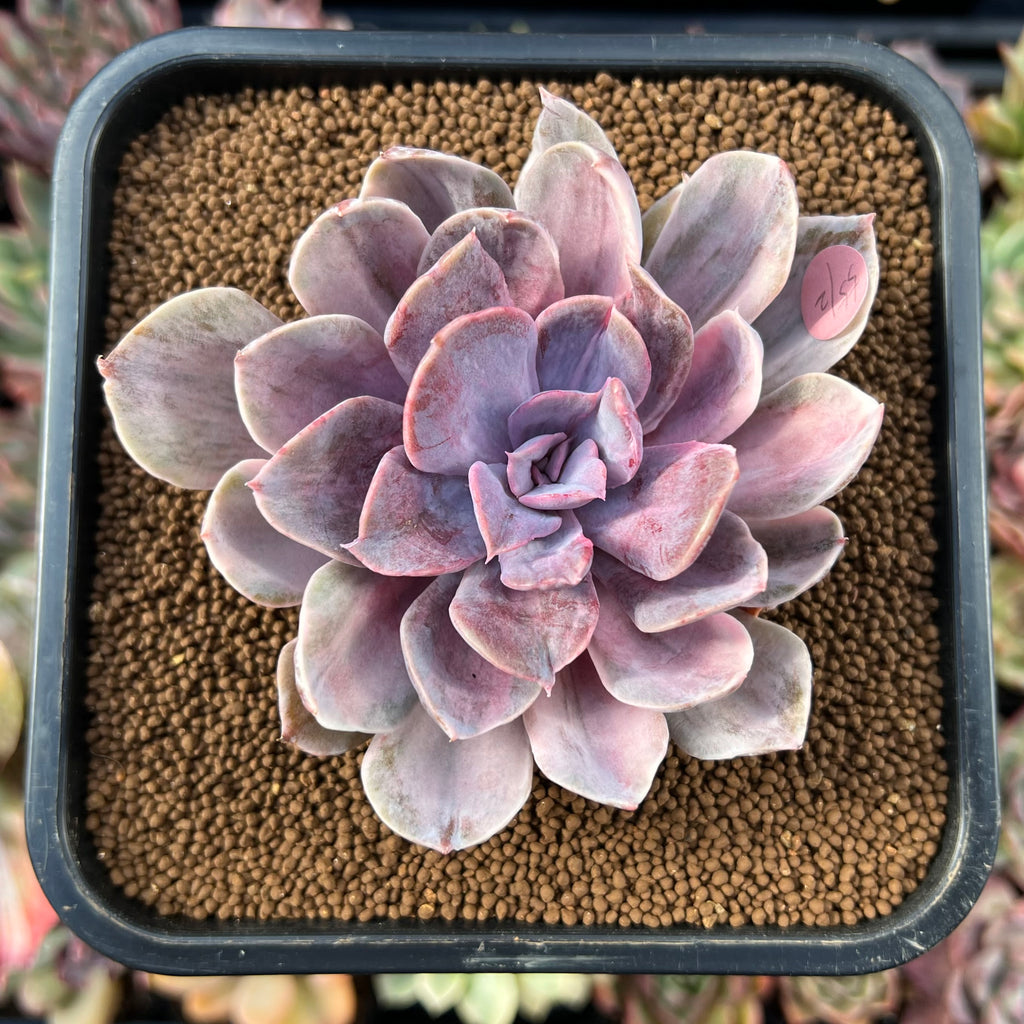 Echeveria 'Perle von Nurnberg' Variegated 4" Succulent Plant – True Succulents Plant Co.
