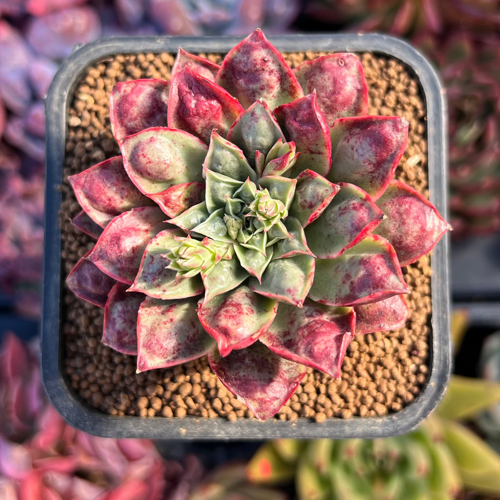 Echeveria 'Longissima' Carunculated Form 2"-3" Succulent Plant – True Succulents Plant Co.