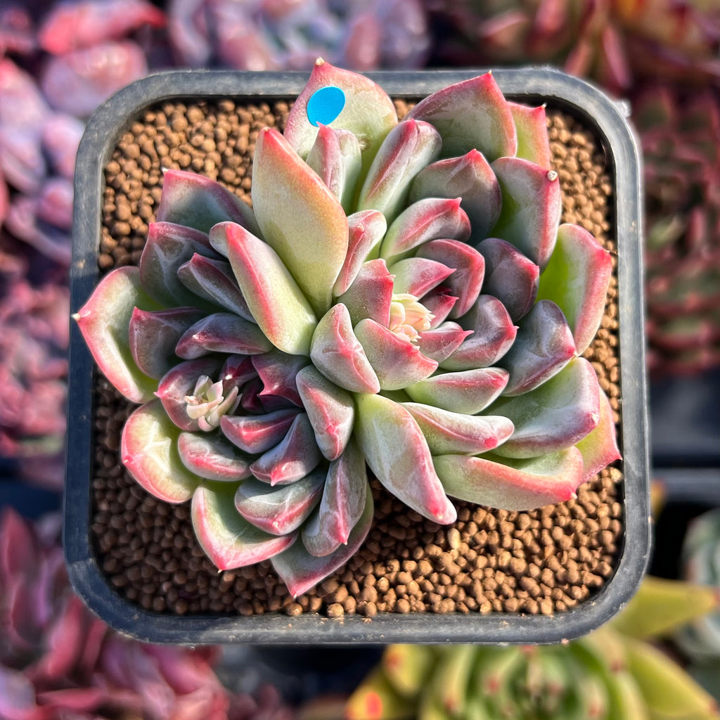 Echeveria 'Panda' Hybrid 2" Cluster Succulent Plant – True Succulents Plant Co.