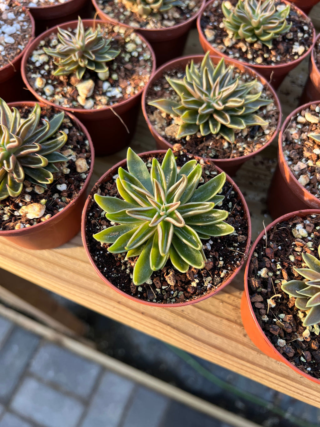 Echeveria Lutea: Our Mission to Make This Uncommon Species a Staple in ...