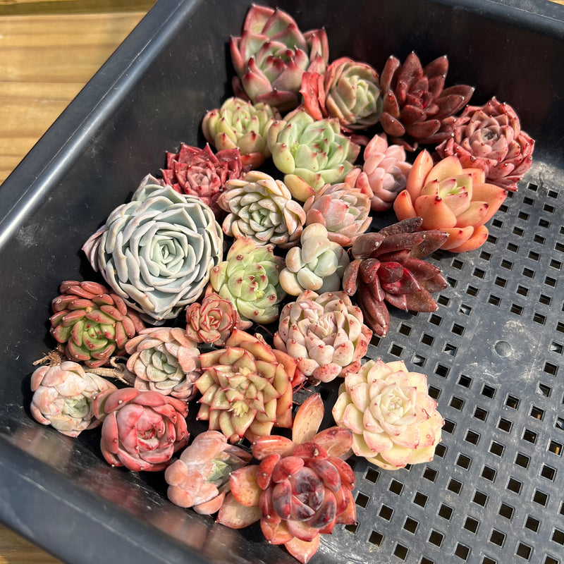25 Piece Echeveria Assortment 1”-3” Succulent Plant Cuttings (Set G ...
