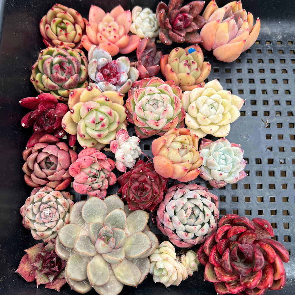 25 Piece Echeveria Assortment 1”-3” Succulent Plant Cuttings (Set L ...