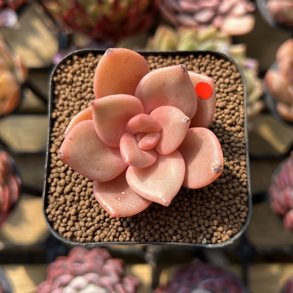 Echeveria 'Red Lips' (Xichuensis Hybrid) 1"-2" Succulent Plant Cutting ...