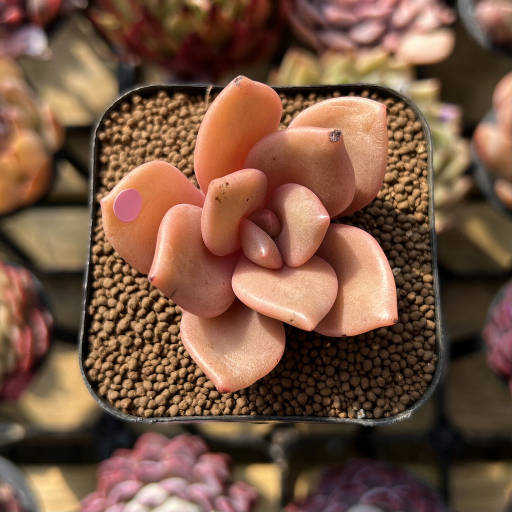 Echeveria 'Red Lips' (Xichuensis Hybrid) 1"-2" Succulent Plant Cutting ...