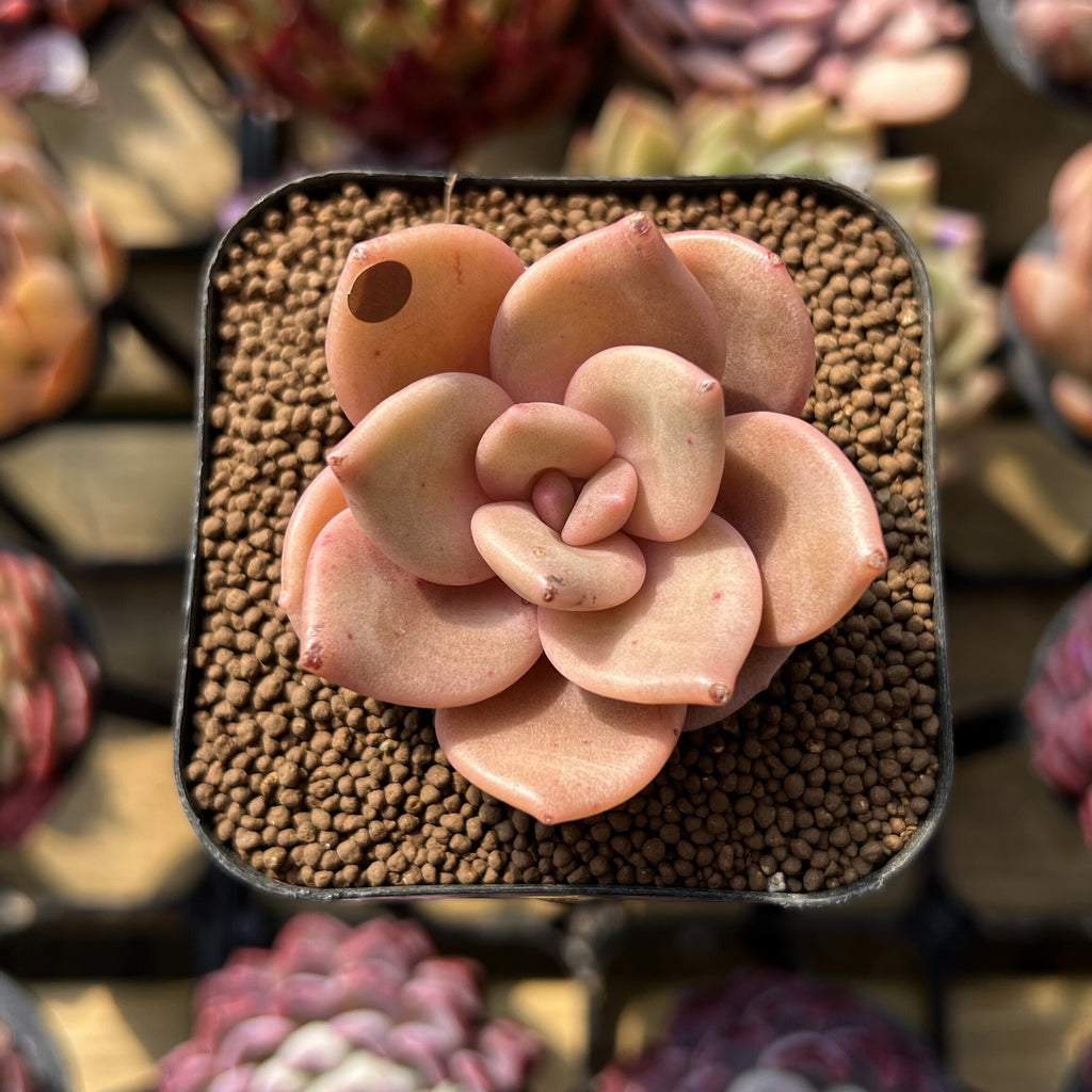 Echeveria 'Red Lips' (Xichuensis Hybrid) 1"-2" Succulent Plant Cutting ...