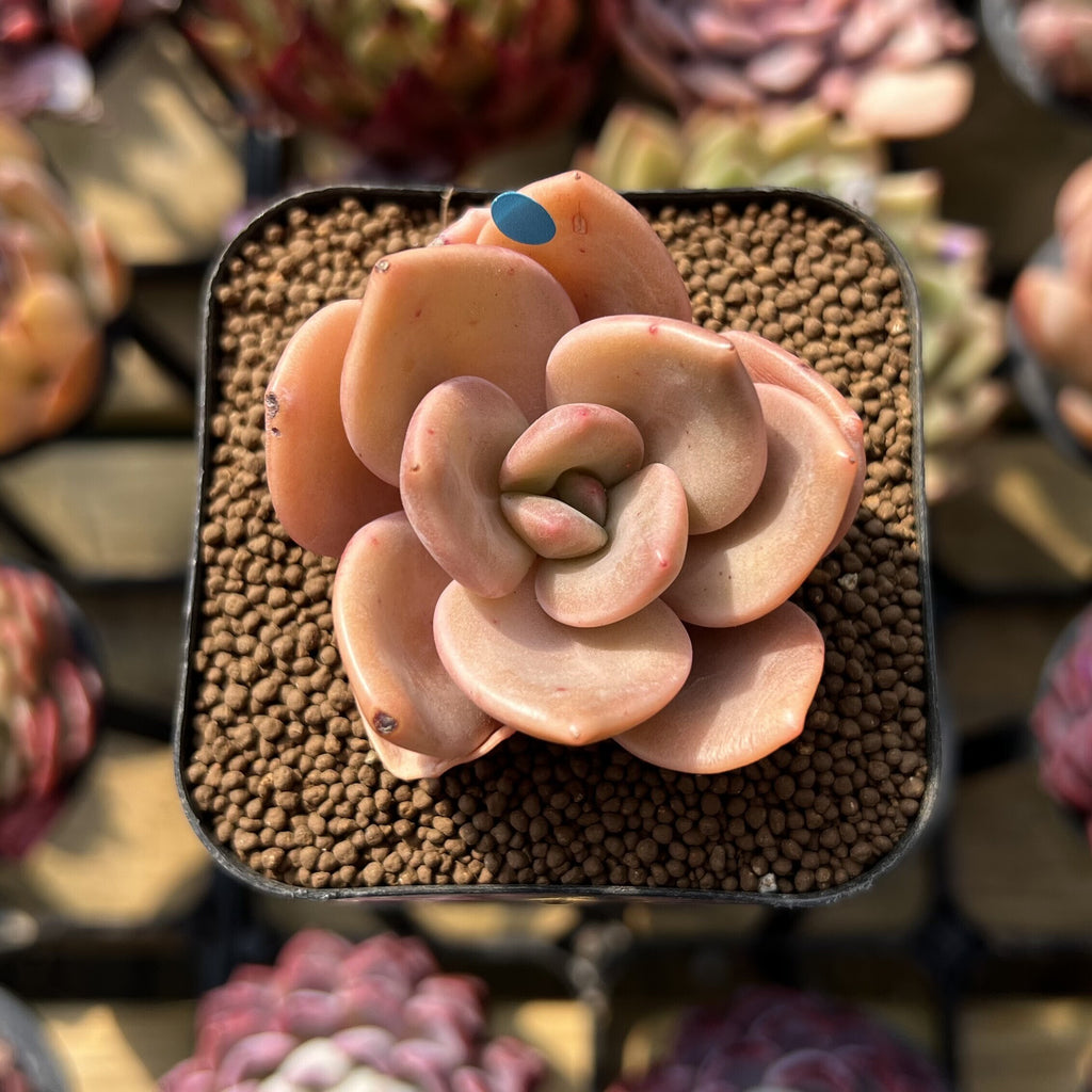 Echeveria 'Red Lips' (Xichuensis Hybrid) 1"-2" Succulent Plant Cutting ...