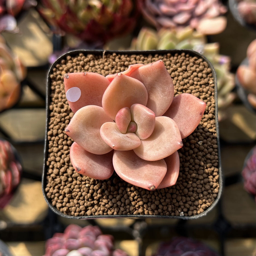 Echeveria 'Red Lips' (Xichuensis Hybrid) 1"-2" Succulent Plant Cutting ...