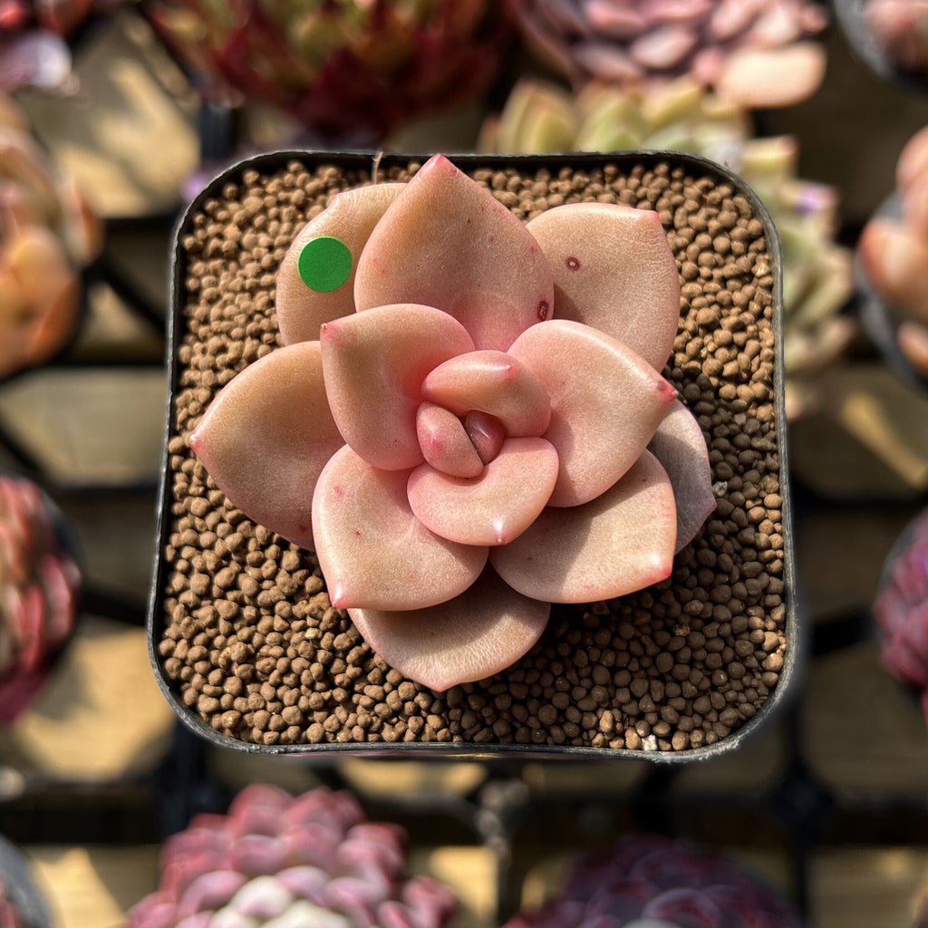 Echeveria 'Red Lips' (Xichuensis Hybrid) 1"-2" Succulent Plant Cutting ...