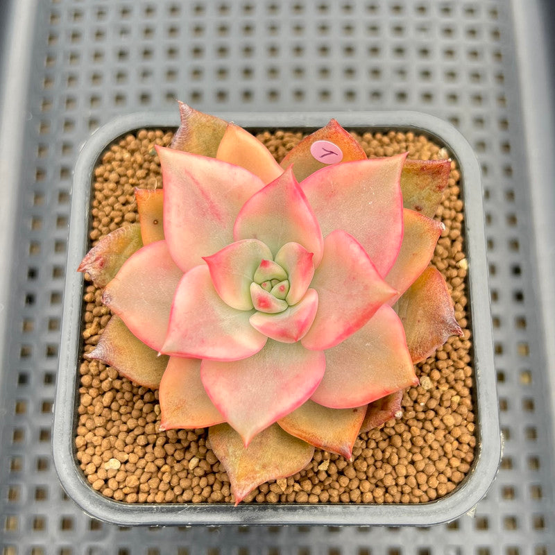 Echeveria Agavoides 'Chimera' Variegated 2" Succulent Plant Cutting ...