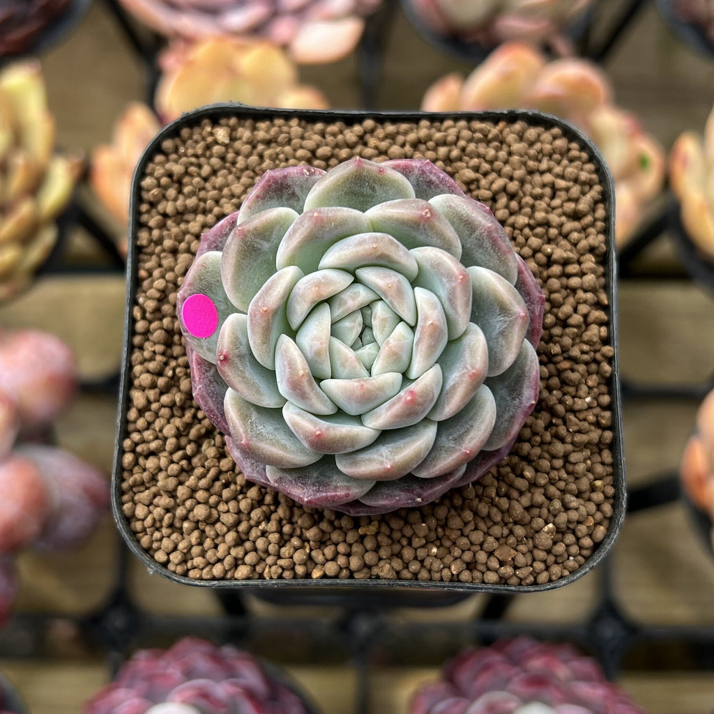 Echeveria 'Watermelon' 2" Succulent Plant Cutting – True Succulents ...