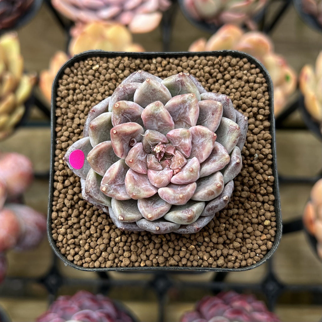 Echeveria 'Ruby Star' 2" Succulent Plant Cutting – True Succulents ...