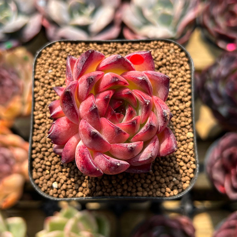 Echeveria 'Fire Pillar' 2" Succulent Plant Cutting – True Succulents ...