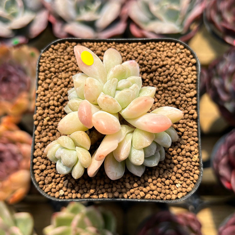 Echeveria 'Cream Beauty' 2" Succulent Plant Cutting – True Succulents ...