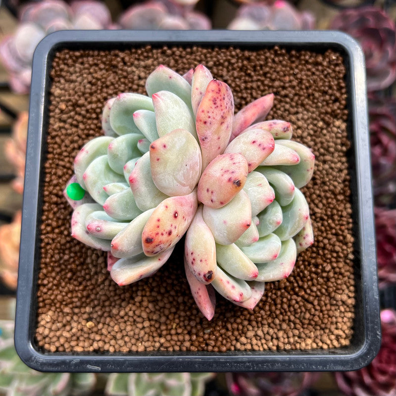 Echeveria 'Ariel' 2" Succulent Plant Cutting – True Succulents Plant Co.