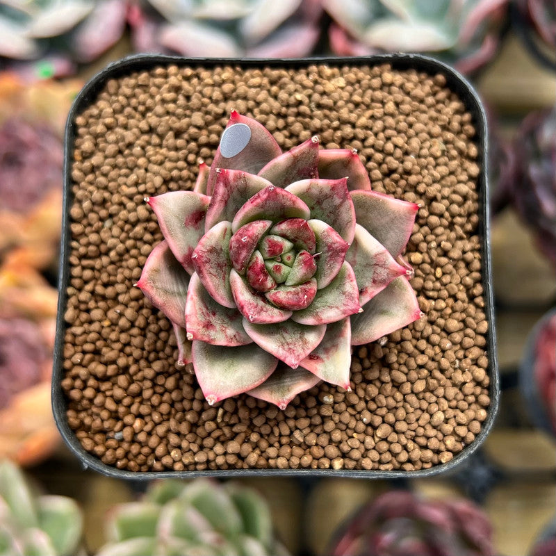 Echeveria 'Leopard' Silver Variegated 1" Succulent Plant Cutting – True ...