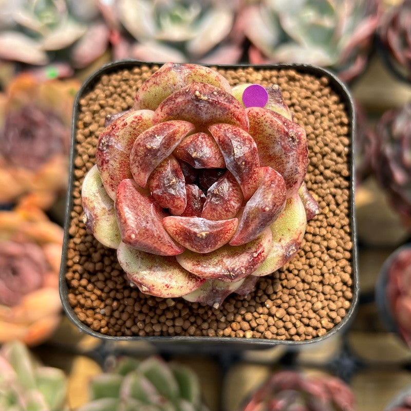 Echeveria sp. 2" Succulent Plant Cutting – True Succulents Plant Co.