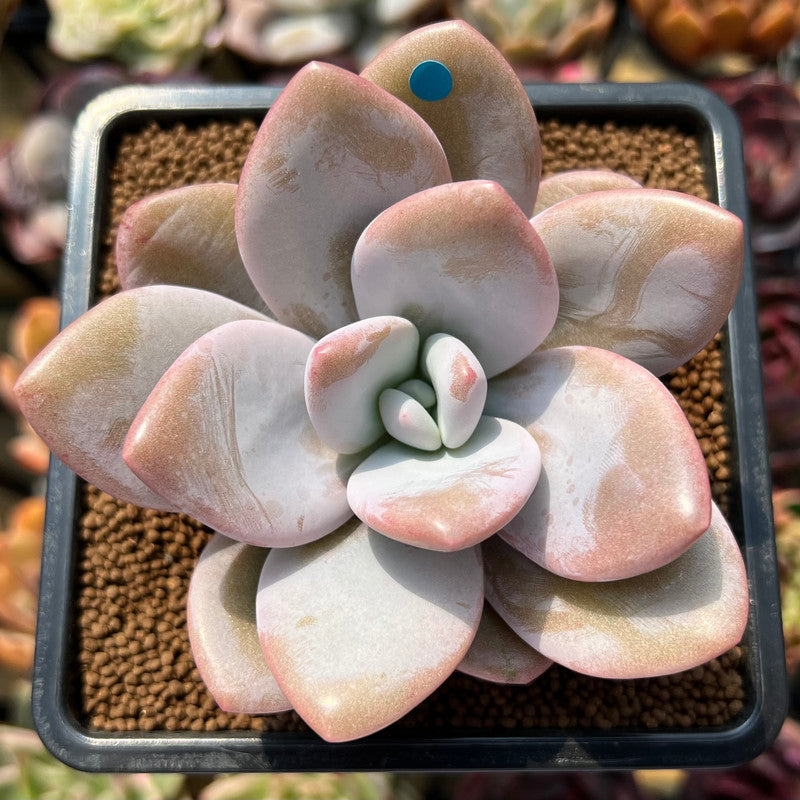Pachyphytum 'Pink Frevel' 2"-3" Succulent Plant Cutting – True ...
