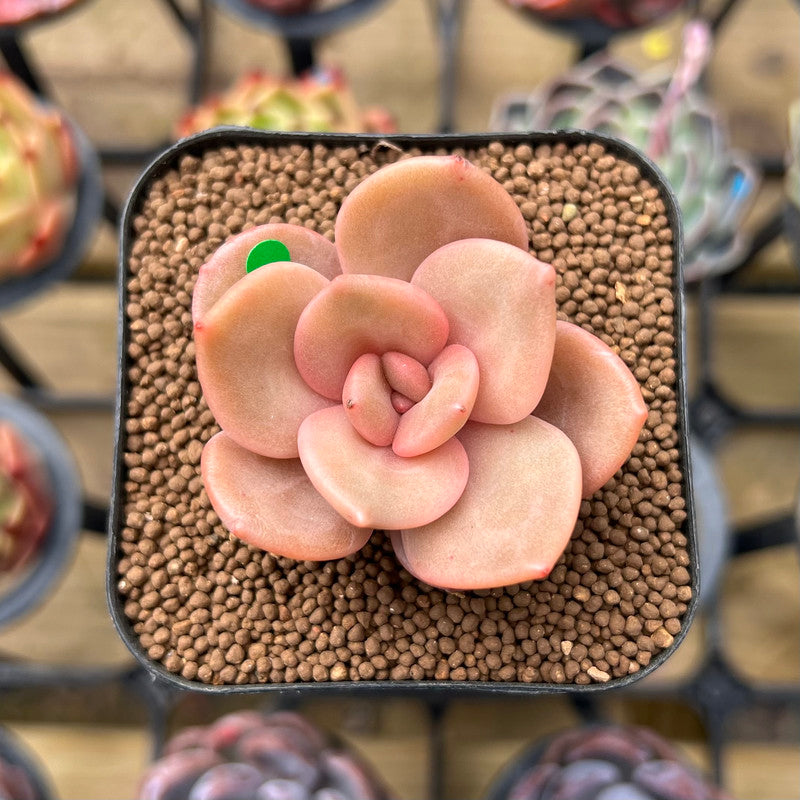 Echeveria 'Red Lips' (Xichuensis Hybrid) 1"-2" Succulent Plant Cutting ...