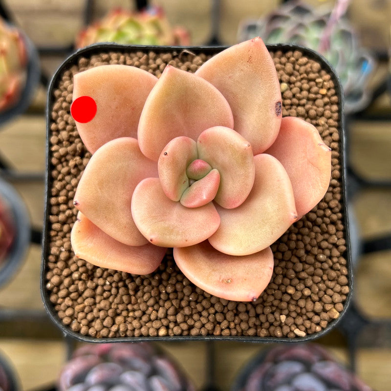 Echeveria 'Red Lips' (Xichuensis Hybrid) 1"-2" Succulent Plant Cutting ...