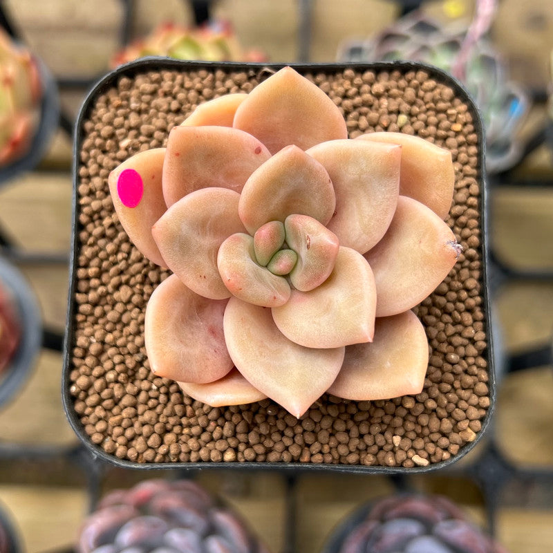 Echeveria 'Red Lips' (Xichuensis Hybrid) 1"-2" Succulent Plant Cutting ...