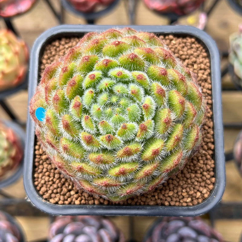 Echeveria 'Abiyu' 2" Setosa Hybrid Succulent Plant Cutting – True ...