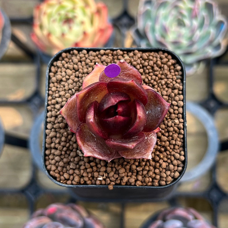 Echeveria 'Red Lantern' 1" Succulent Plant Cutting – True Succulents ...