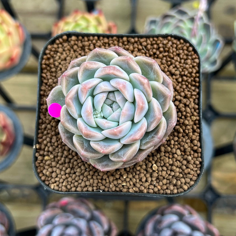 Echeveria 'Watermelon' 2" Succulent Plant Cutting – True Succulents ...